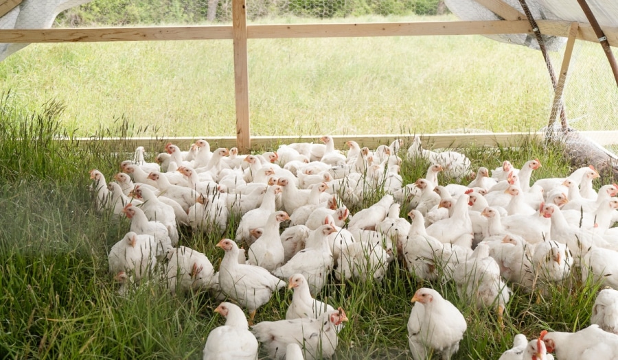 La grippe aviaire : Un rare cas de transmission humaine détecté en ...